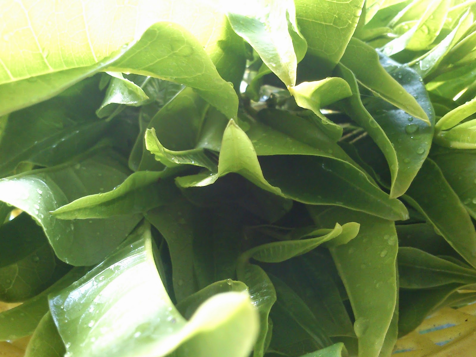 CORETAN HIDUP: ulam pucuk tenggek burung